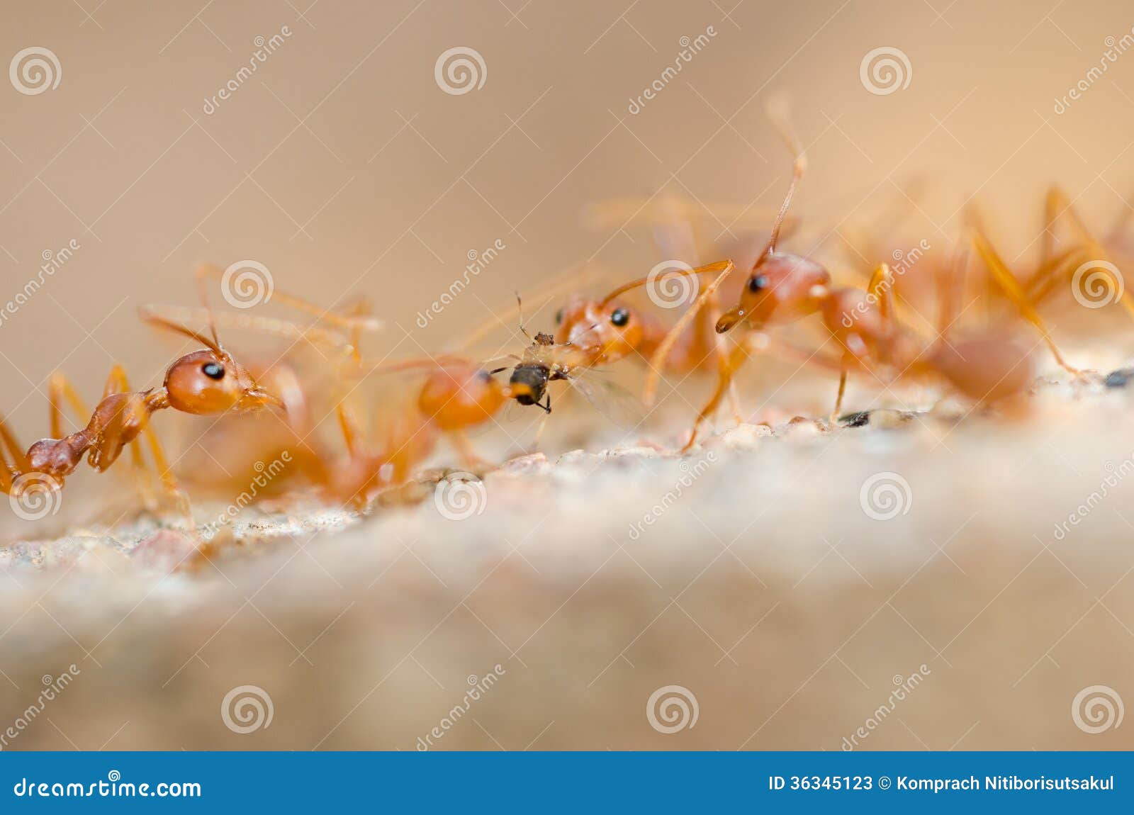 Ants teamwork stock image. Image of sugar, concept, moving - 36345123