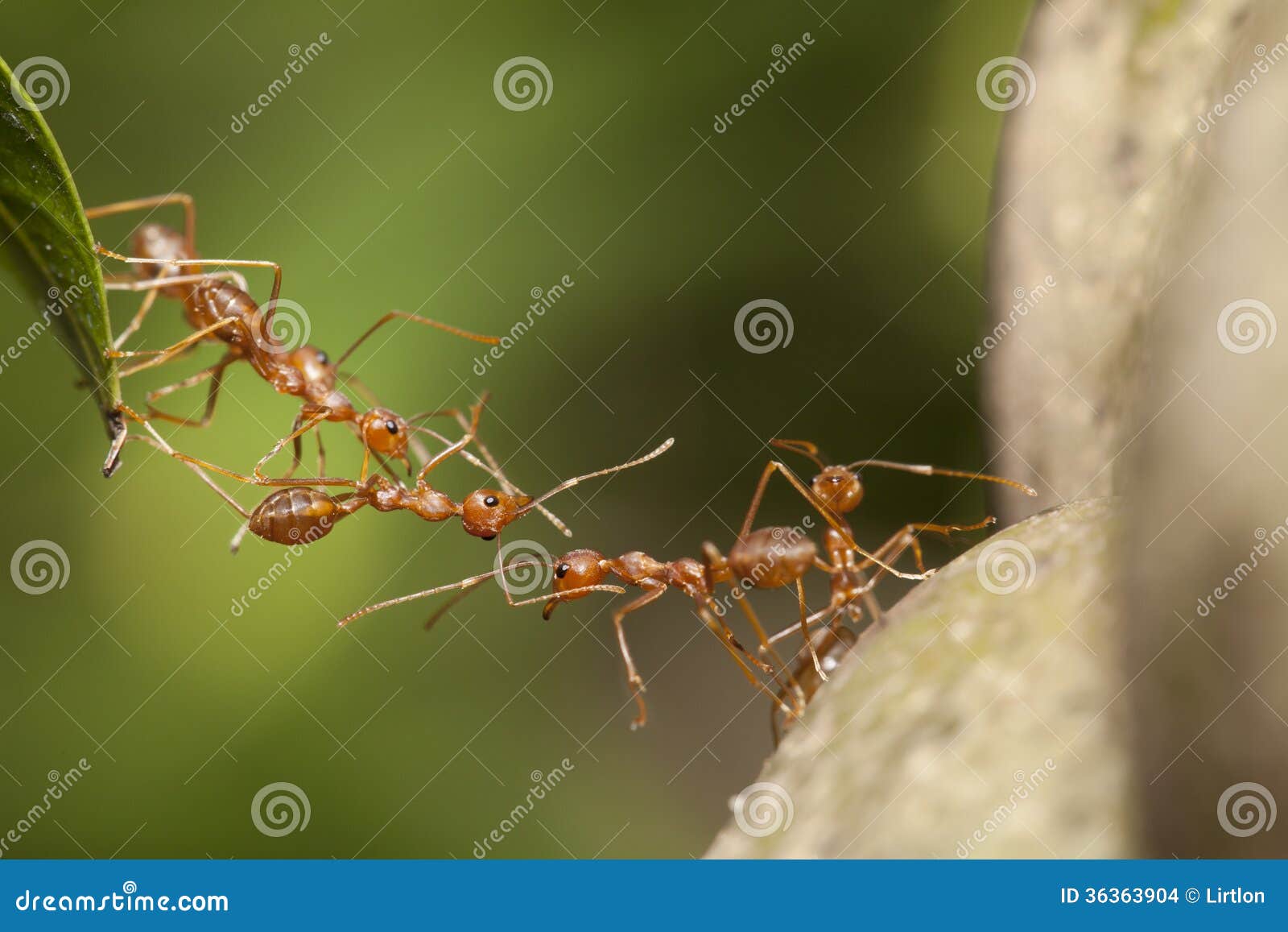 Ant teamwork stock photo. Image of teamwork, nature, isolated - 36363904