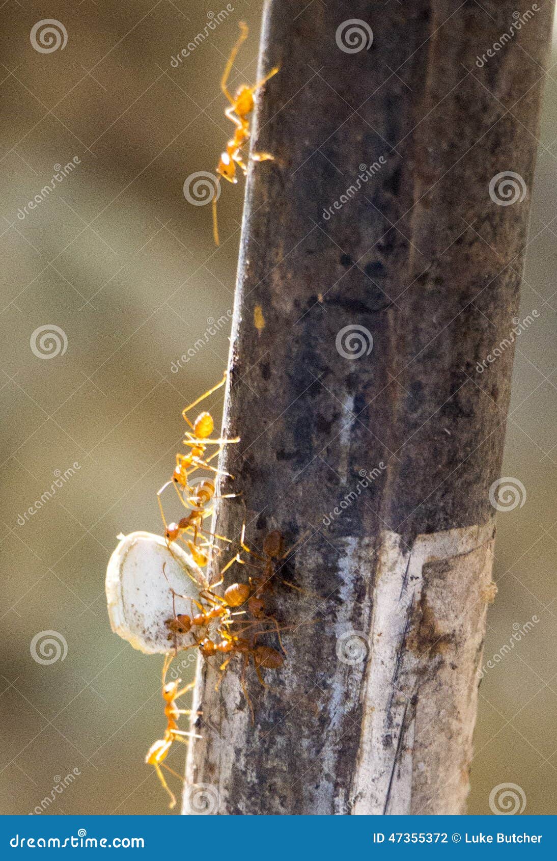 Ant Teamwork stock photo. Image of white, together, team - 47355372