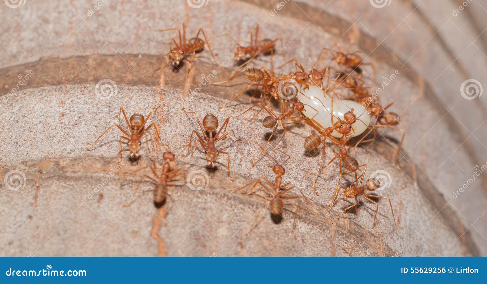 Ant teamwork stock photo. Image of moving, nature, macro - 55629256