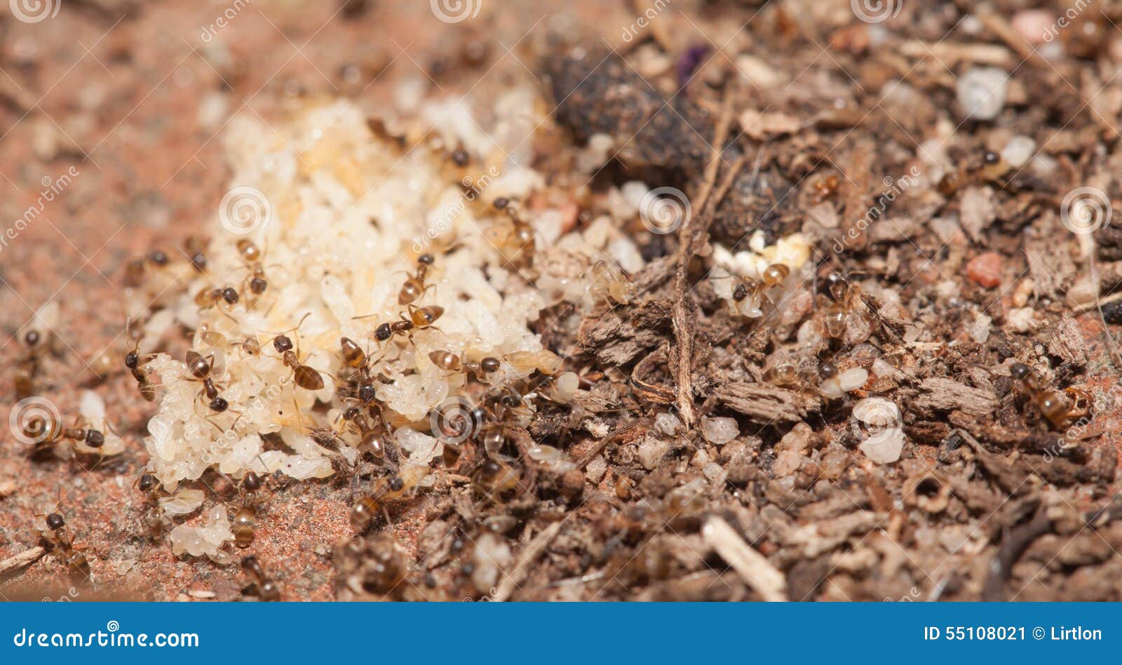Ant teamwork stock image. Image of sessile, teamwork - 55108021