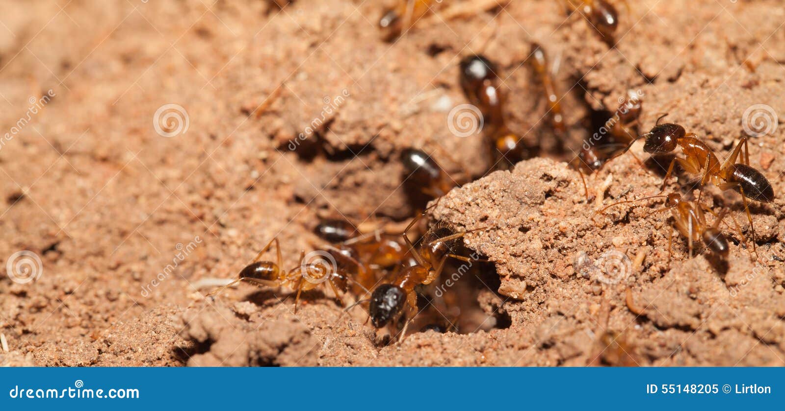 Ant teamwork stock image. Image of life, insect, animal - 55148205