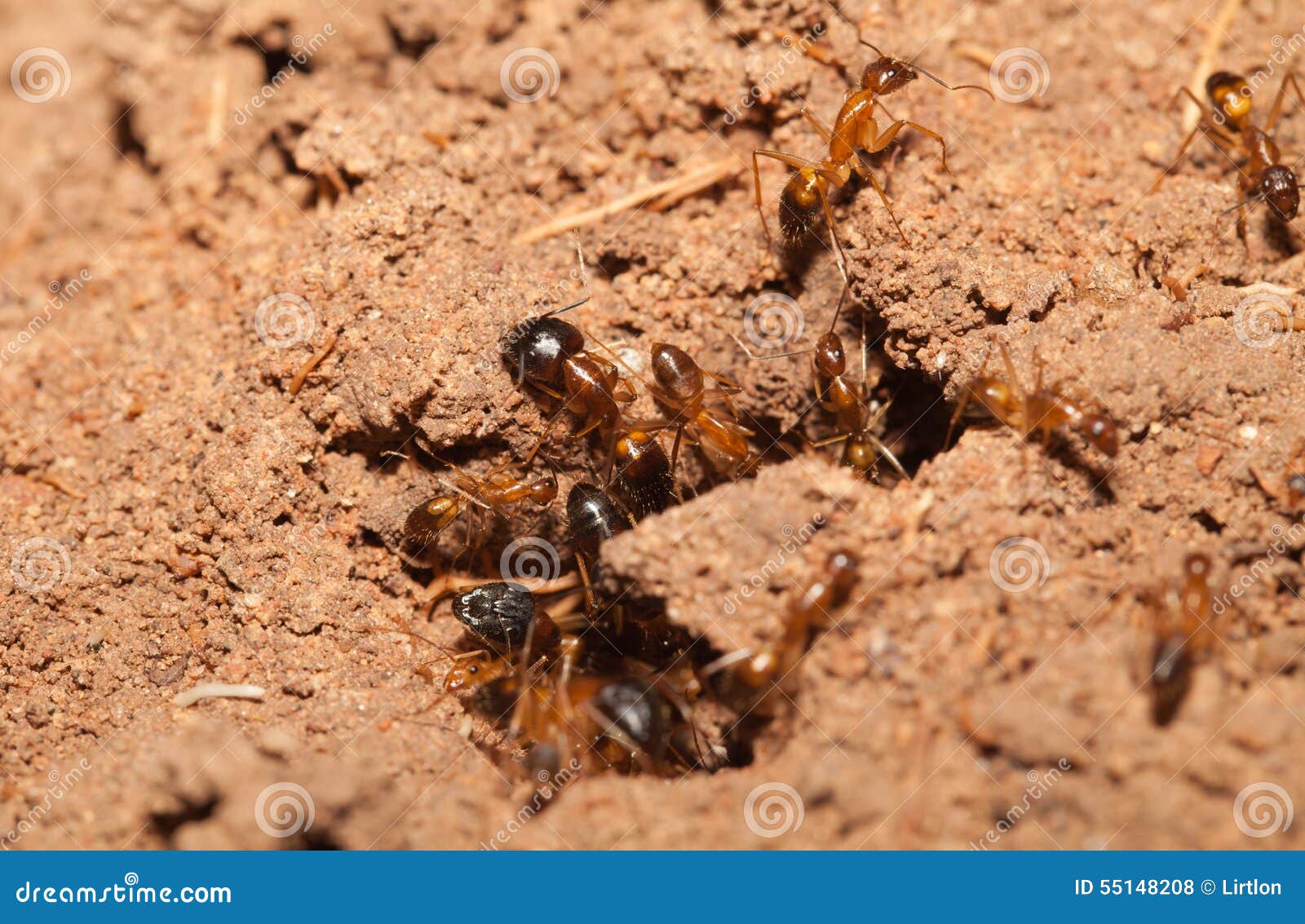 Ant teamwork stock photo. Image of winged, nature, animal - 55148208