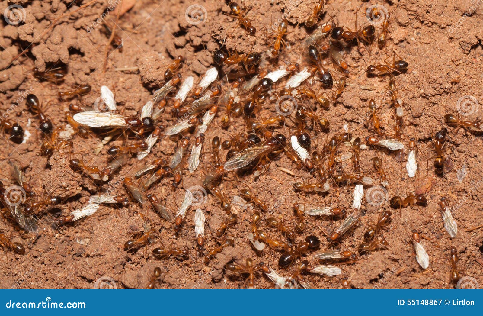 Ant teamwork stock image. Image of winged, insect, unity - 55148867