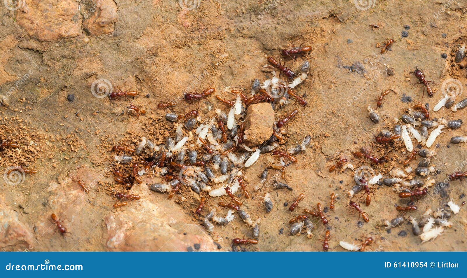 Ant teamwork stock photo. Image of tropical, close, life - 61410954