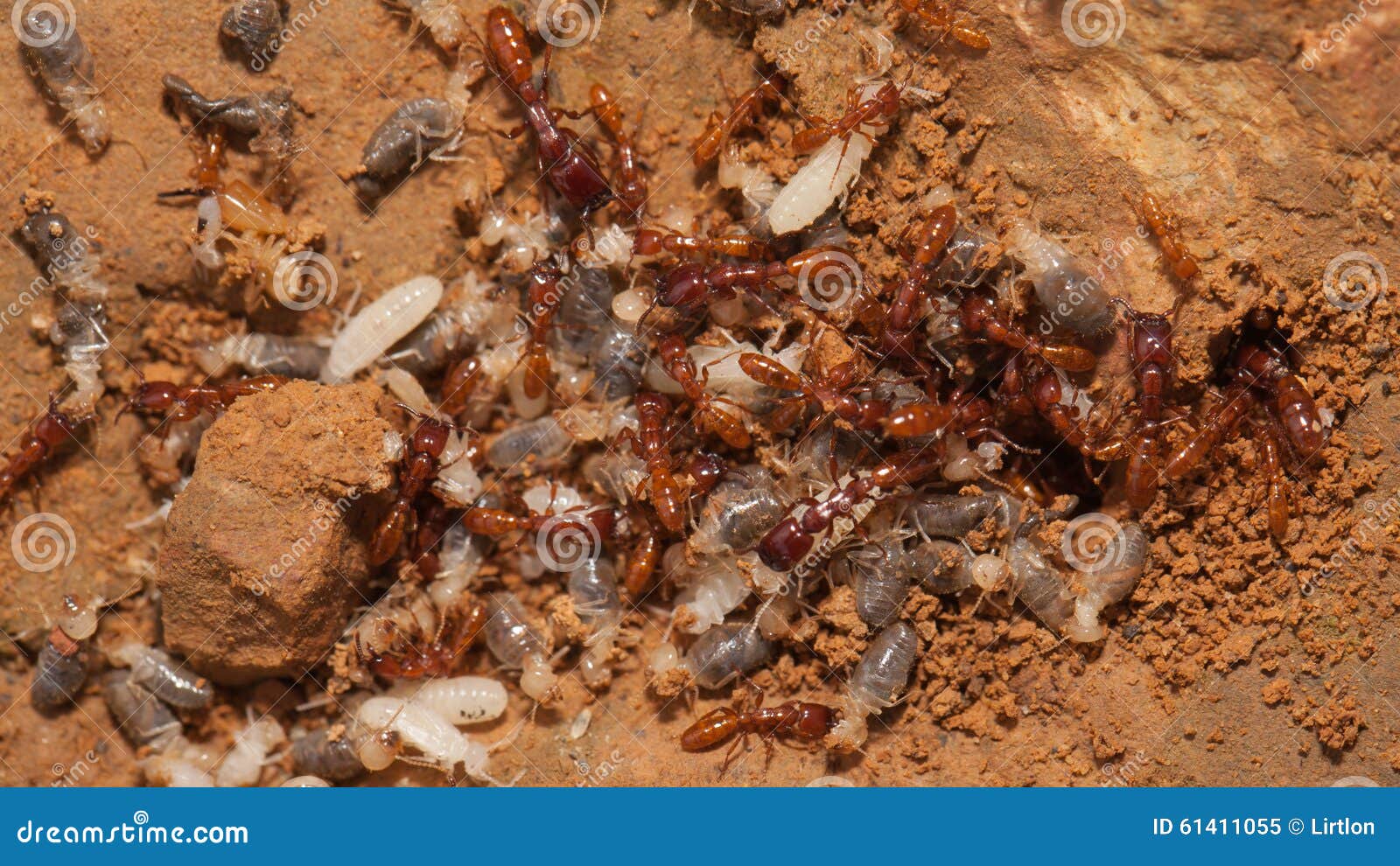 Ant teamwork stock image. Image of teamwork, macro, unity - 61411055