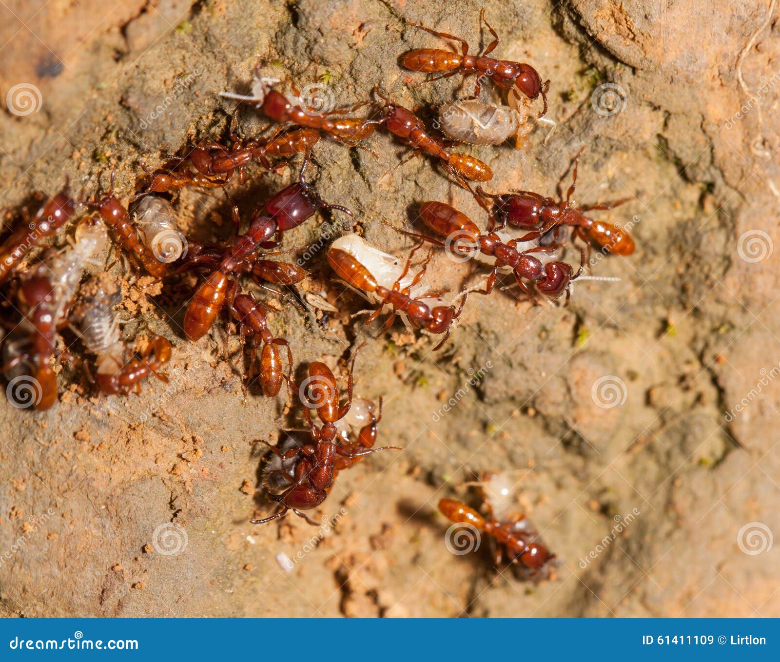 Ant teamwork stock image. Image of close, pupa, enemy - 61411109