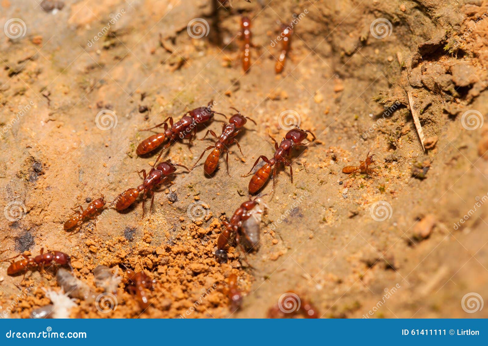 Ant teamwork stock image. Image of nature, wildlife, life - 61411111