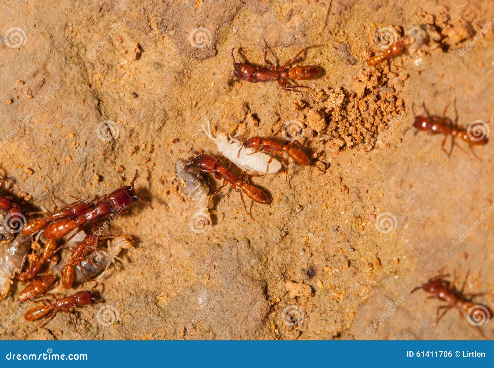 Ant teamwork stock photo. Image of housing, teamwork - 61411706
