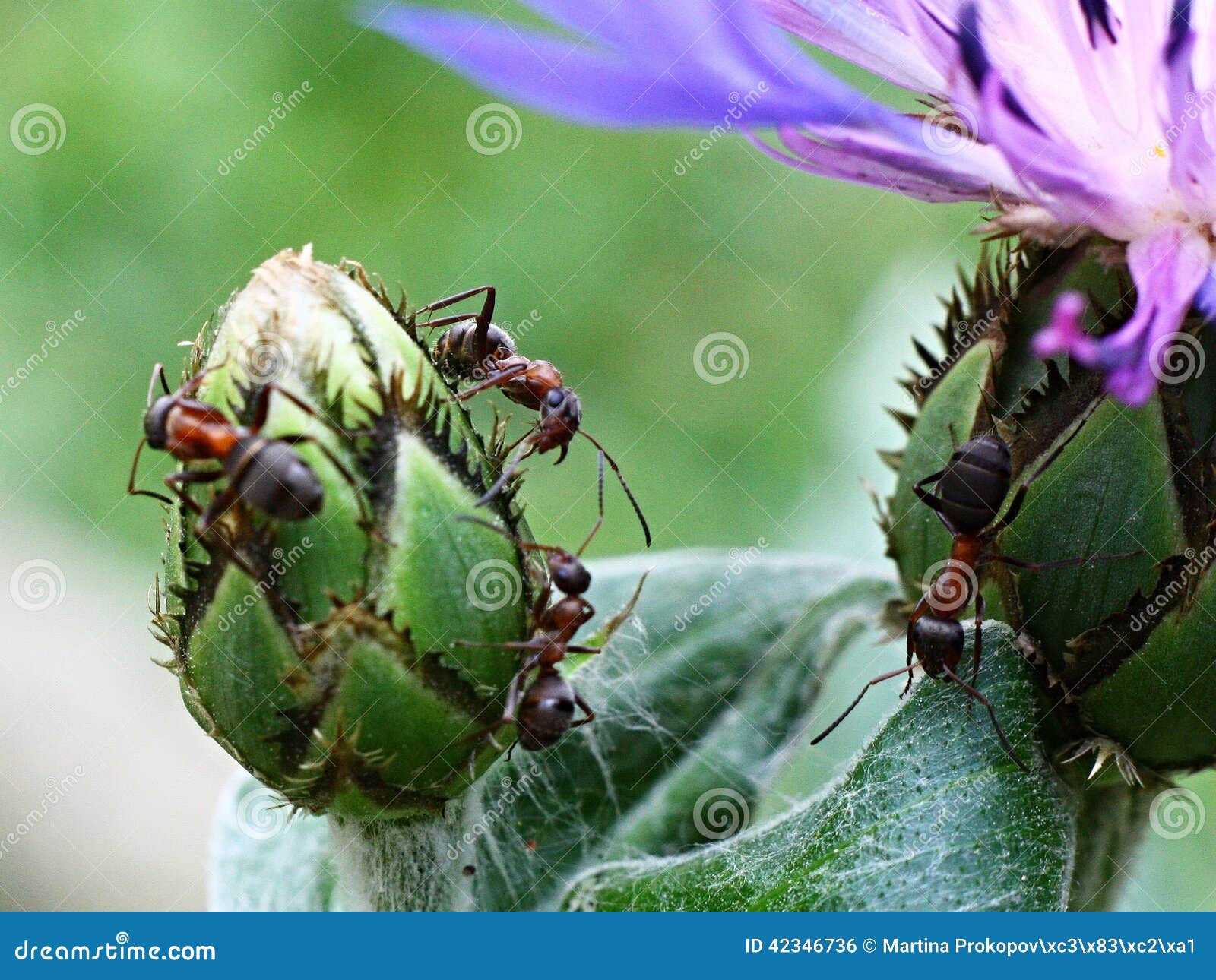 Ant on thistle stock photo. Image of animal, ants, running - 42346736