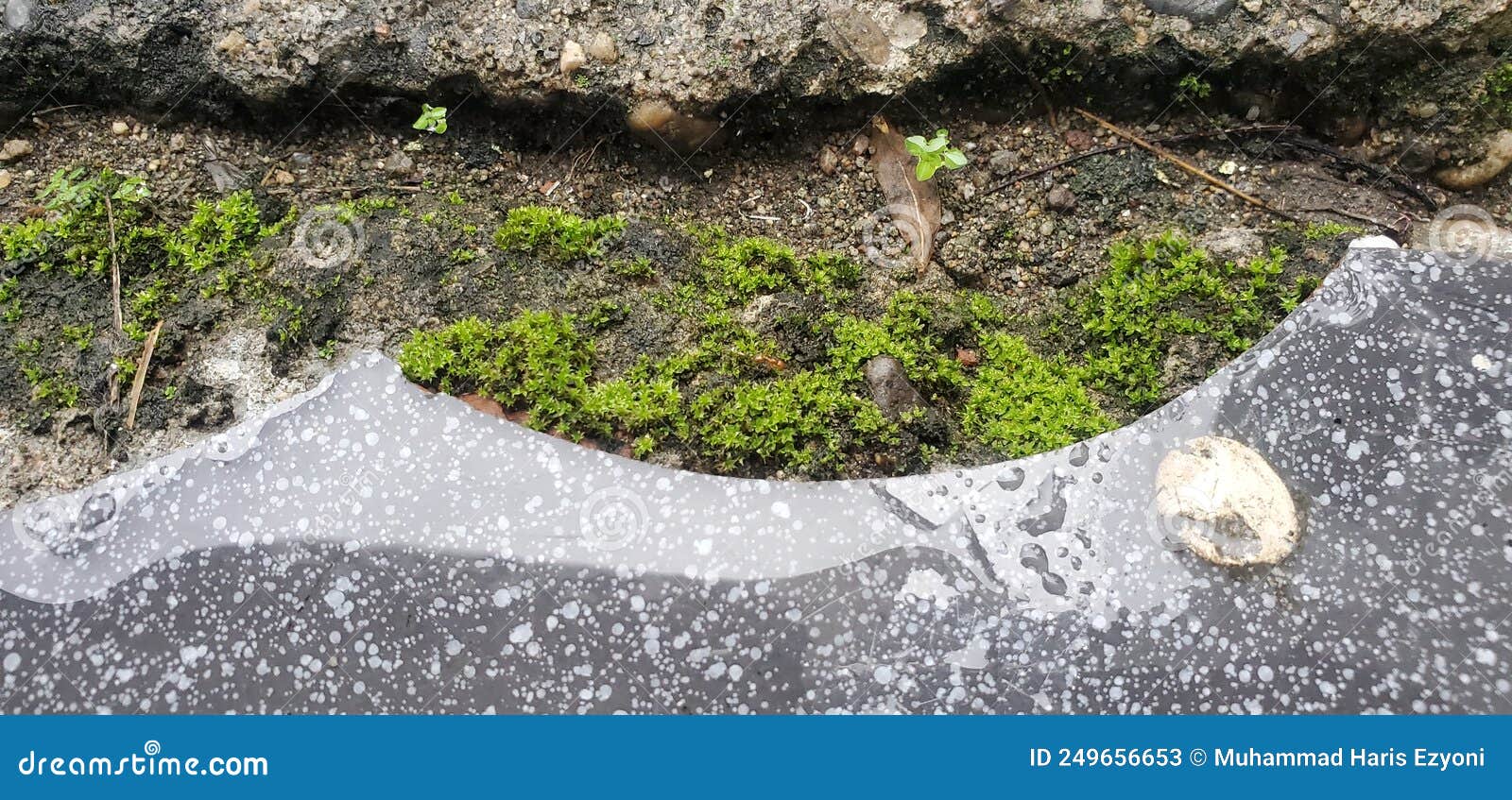 Ant Time for Anytime Crossing the Moss Stock Image - Image of anytime ...