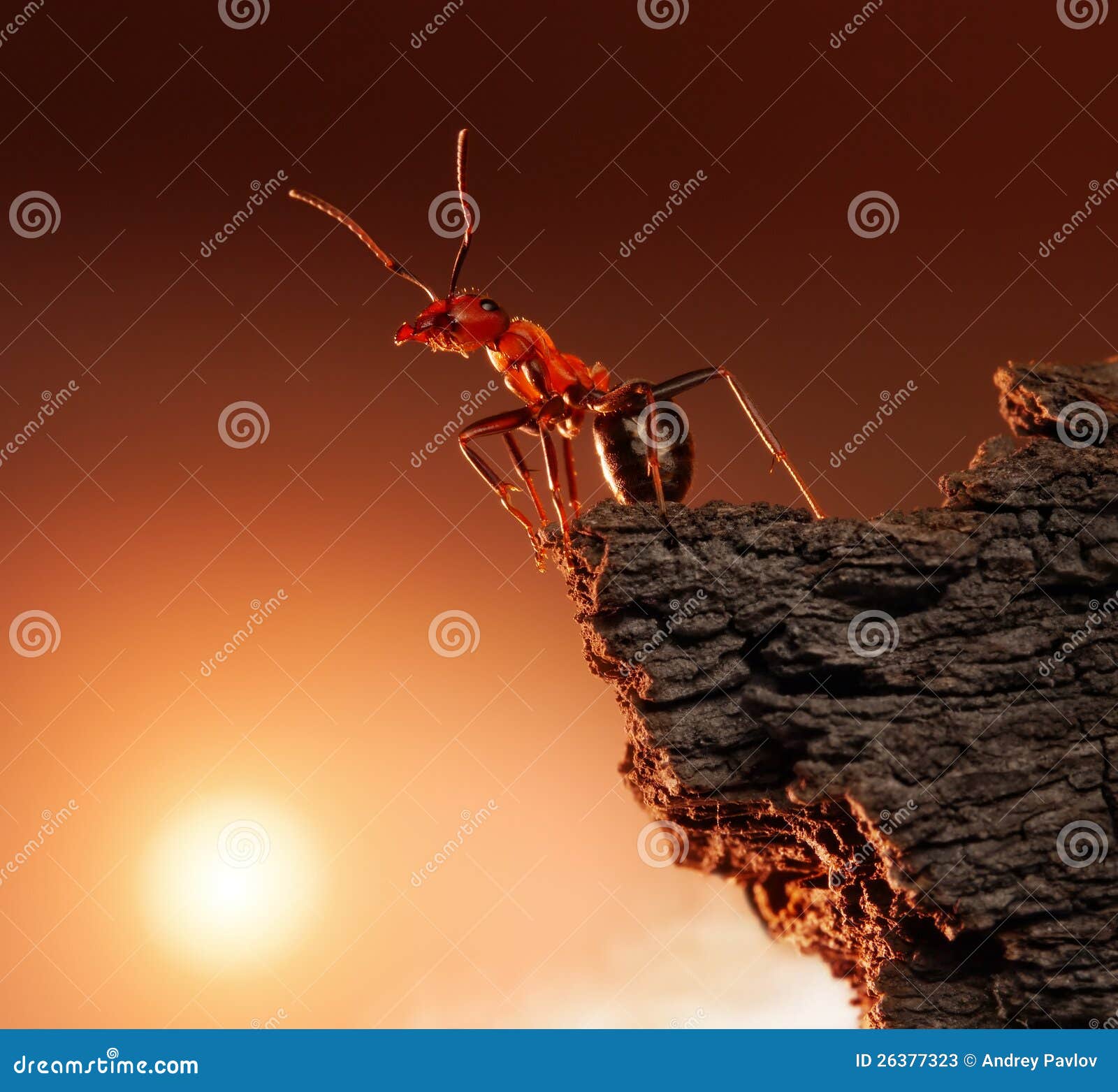 Ant on Top of Rock, Mountain Peak, Concept Stock Image - Image of ...