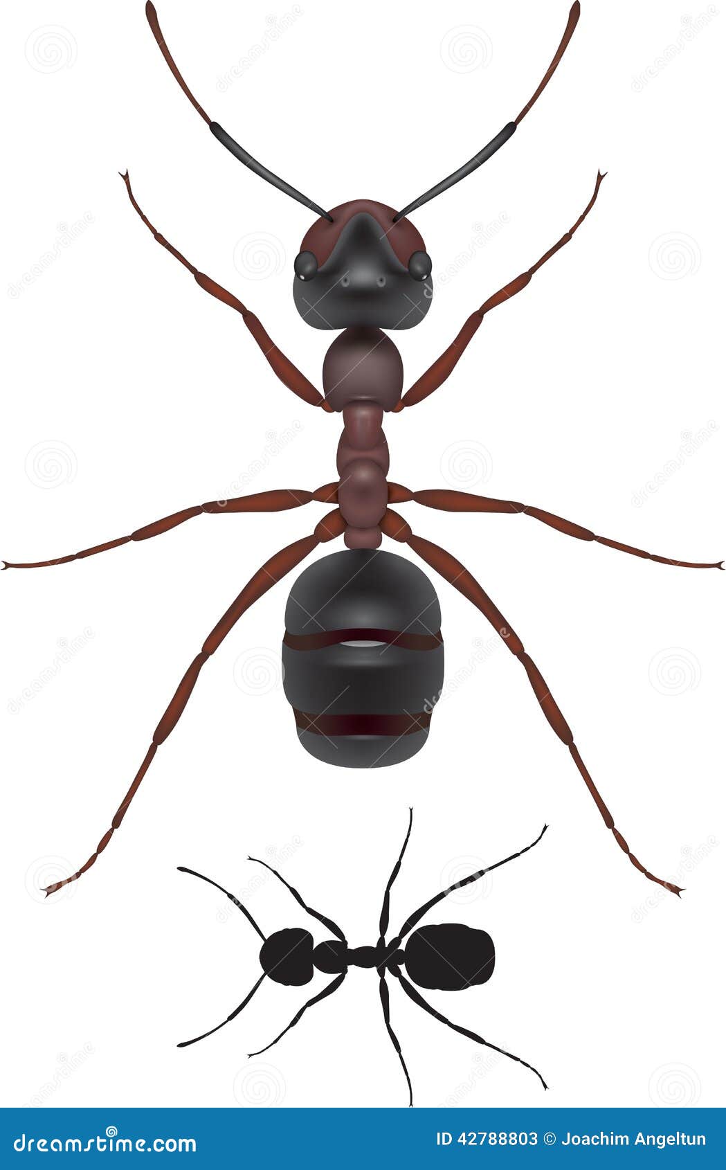 Ant stock vector. Illustration of close, silhouette, view - 42788803