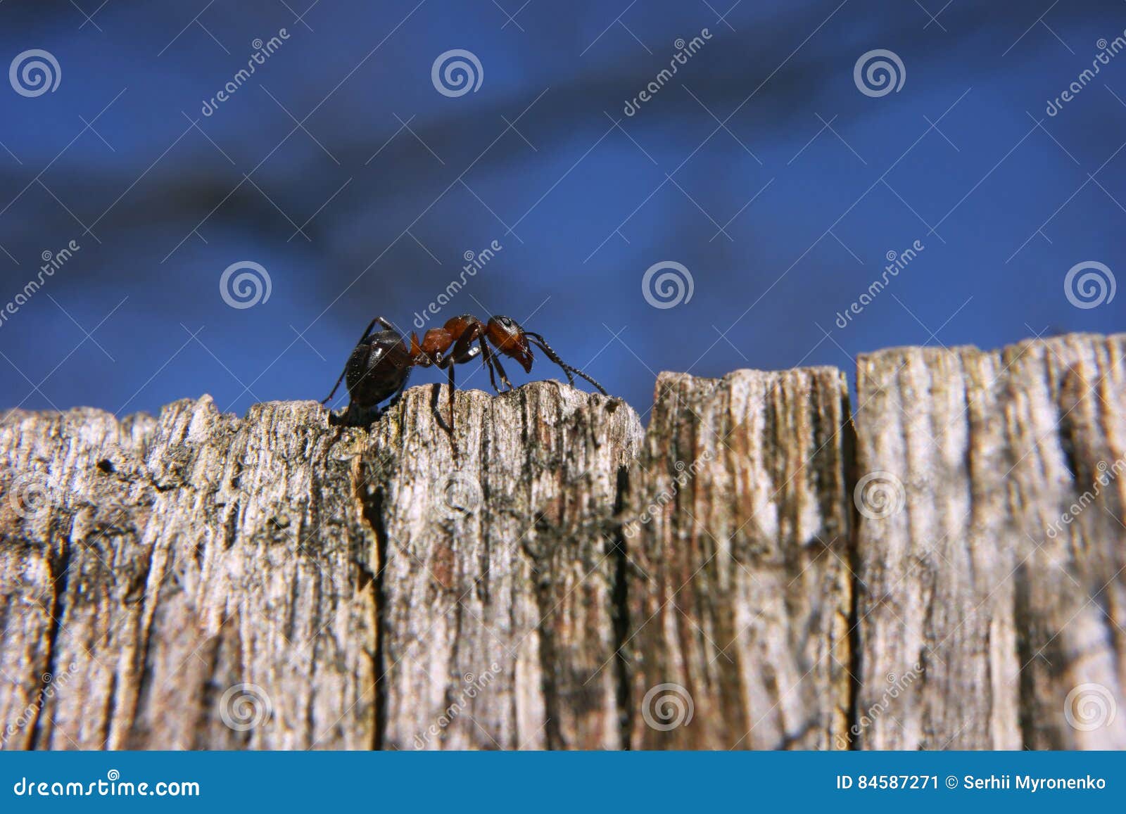 Ant on top of world stock image. Image of nature, forest - 84587271
