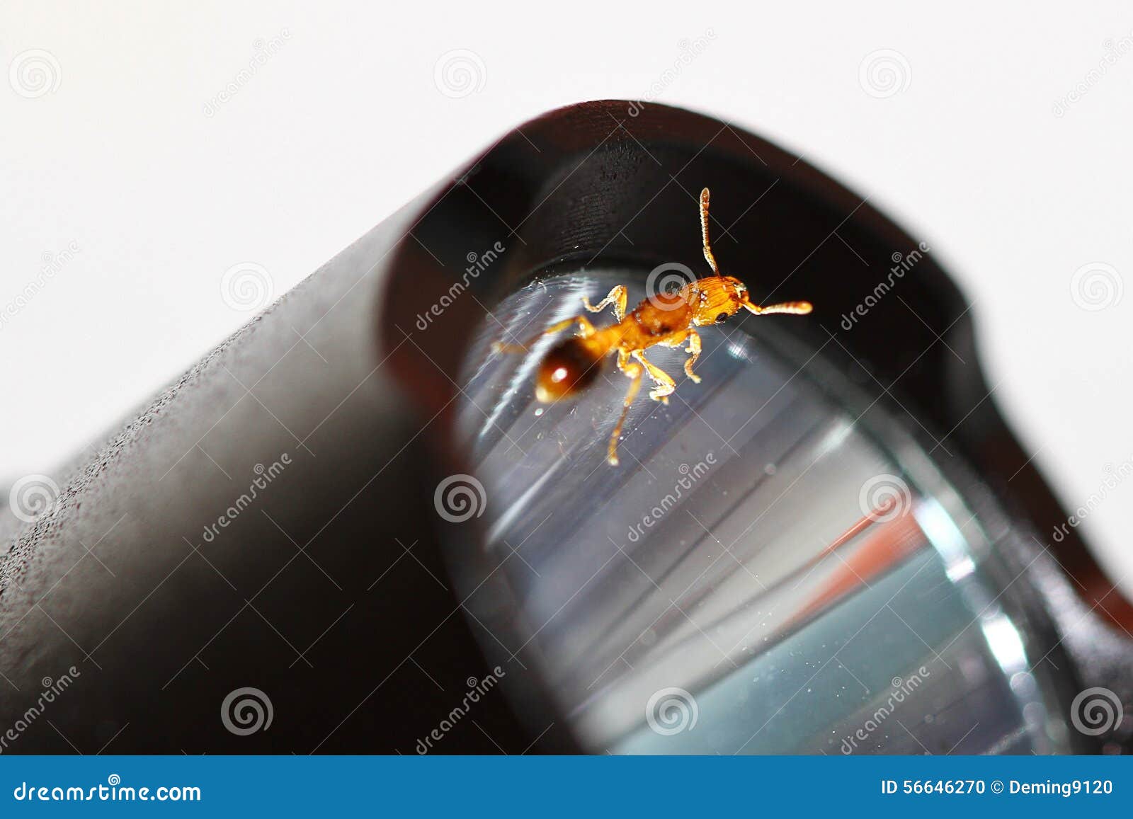 Ant stock photo. Image of macro, ants, social, micro - 56646270