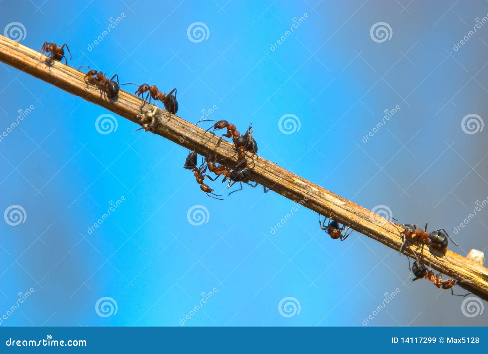 Ant track stock image. Image of hair, insects, multiple - 14117299