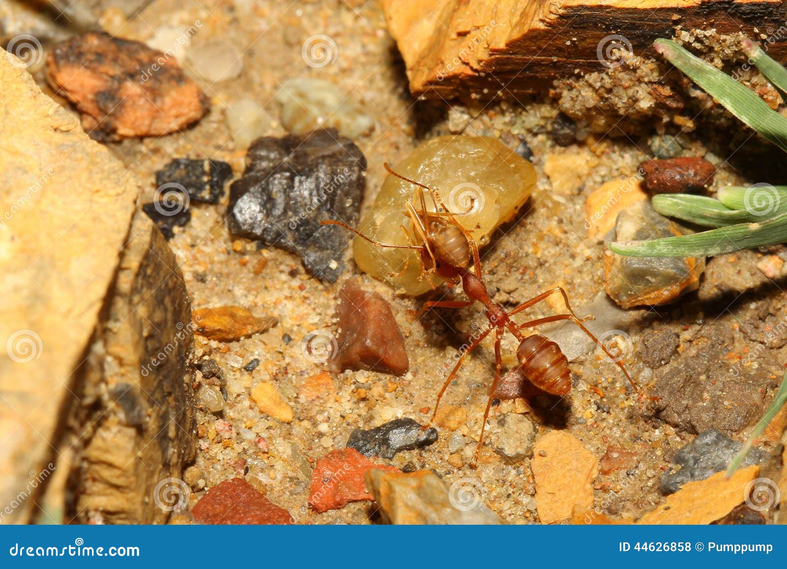 Ant Transport Body Red Ant Die Stock Photo - Image of macro, antenna ...