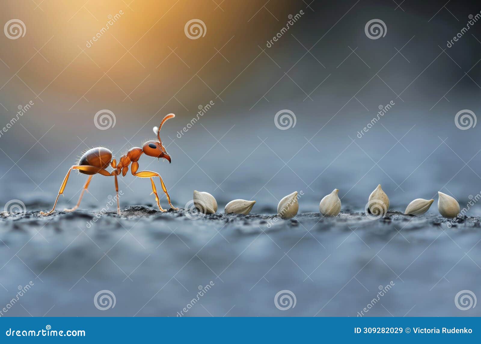 Ant transporting seed stock image. Image of light, closeup - 309282029