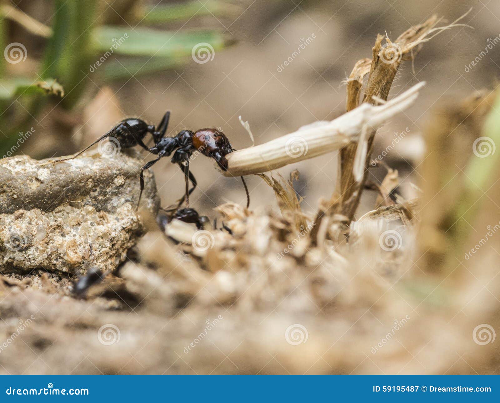 Ant transporting a straw stock image. Image of organization - 59195487