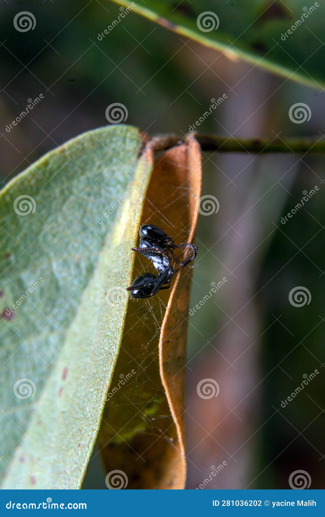 Ant trapped in spider web stock photo. Image of arthropod - 281036202