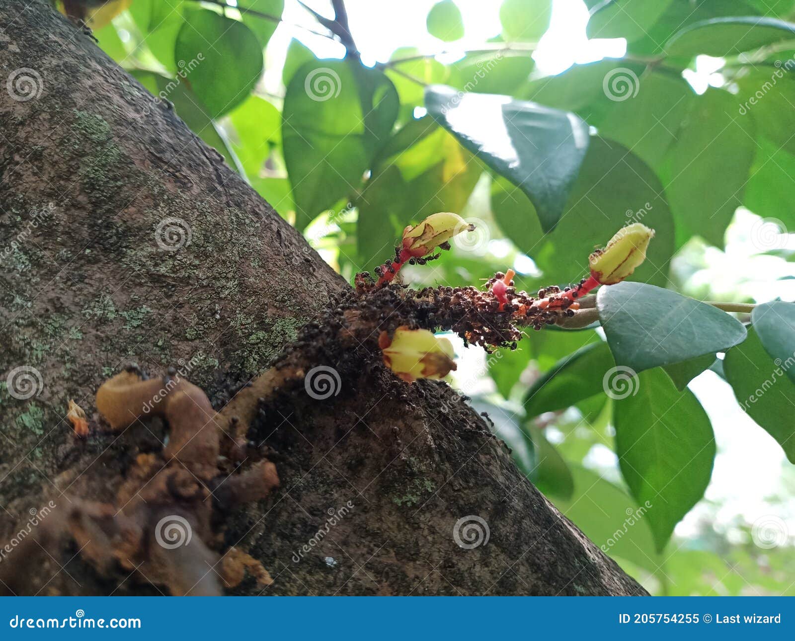 Ant on the tree stock image. Image of flower, animal - 205754255