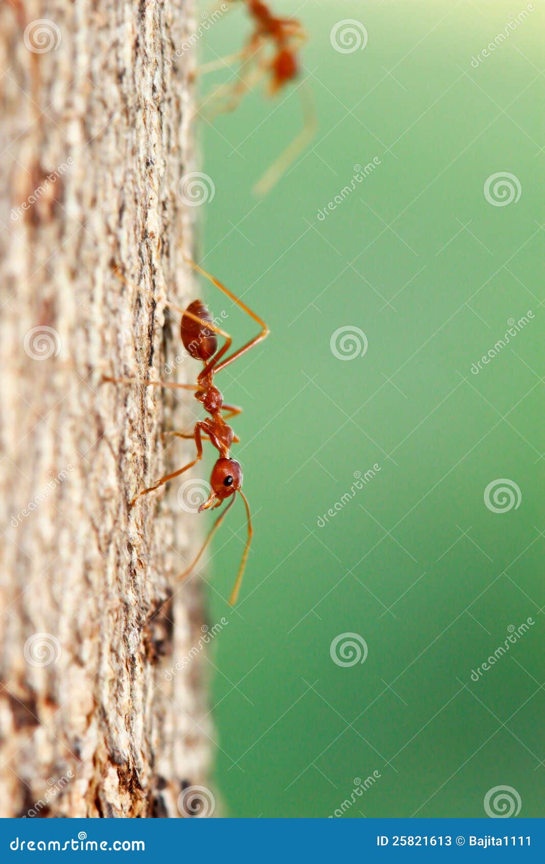 Ant on tree stock image. Image of food, themes, space - 25821613