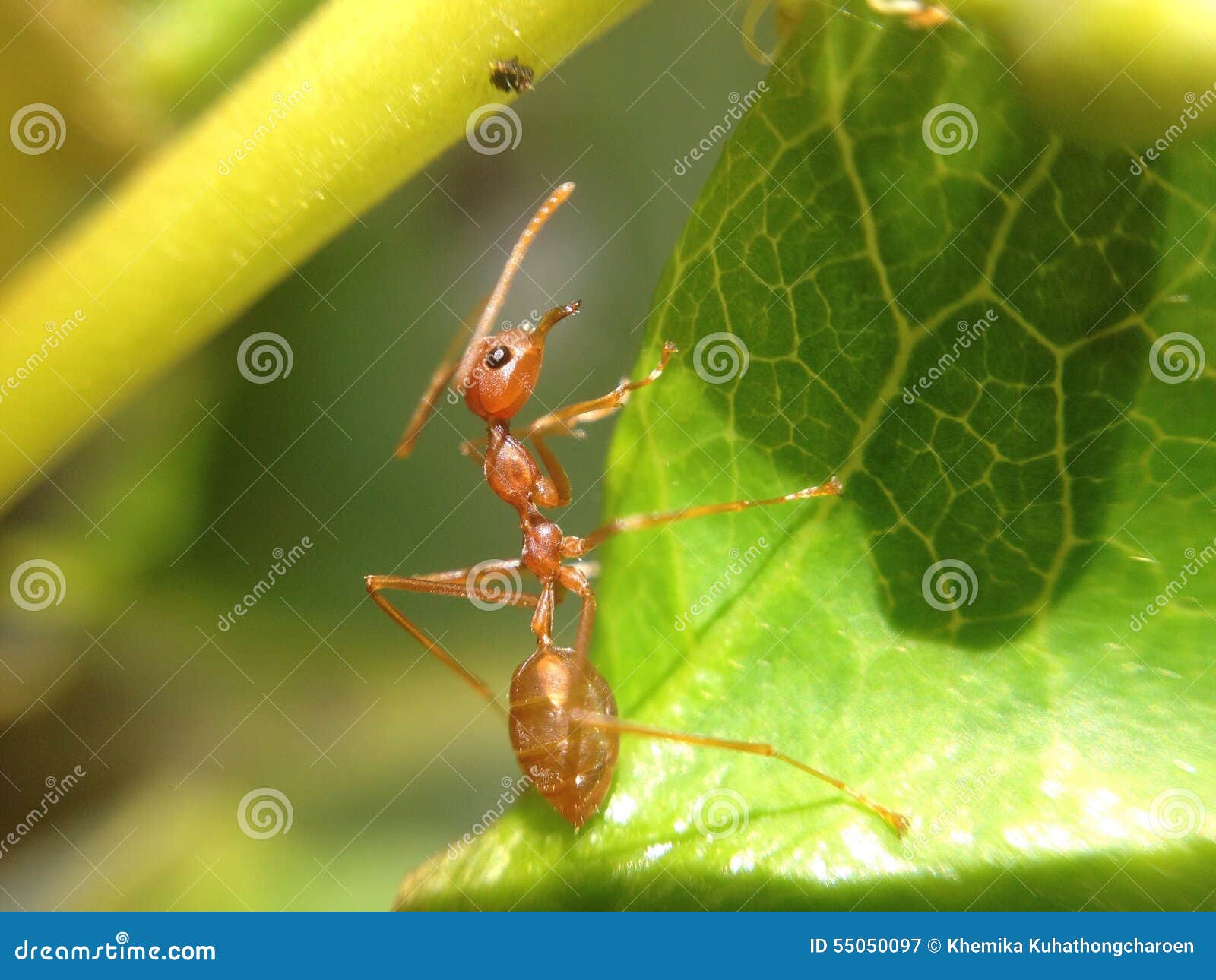 Ant stock image. Image of animal, leaf, tree, ants - 55050097