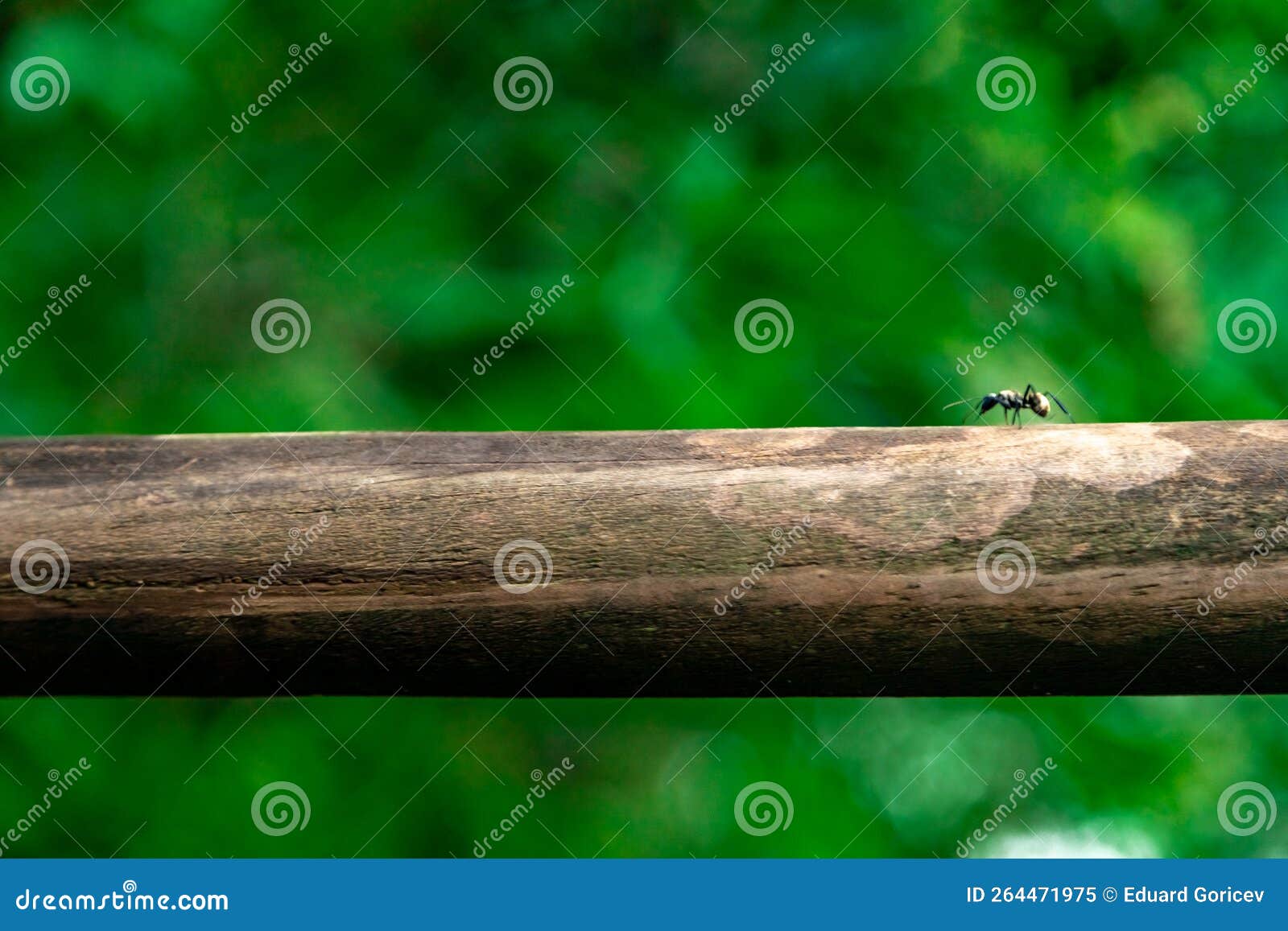 Ant on a Tree Branch in the Forest Stock Image - Image of outdoor ...