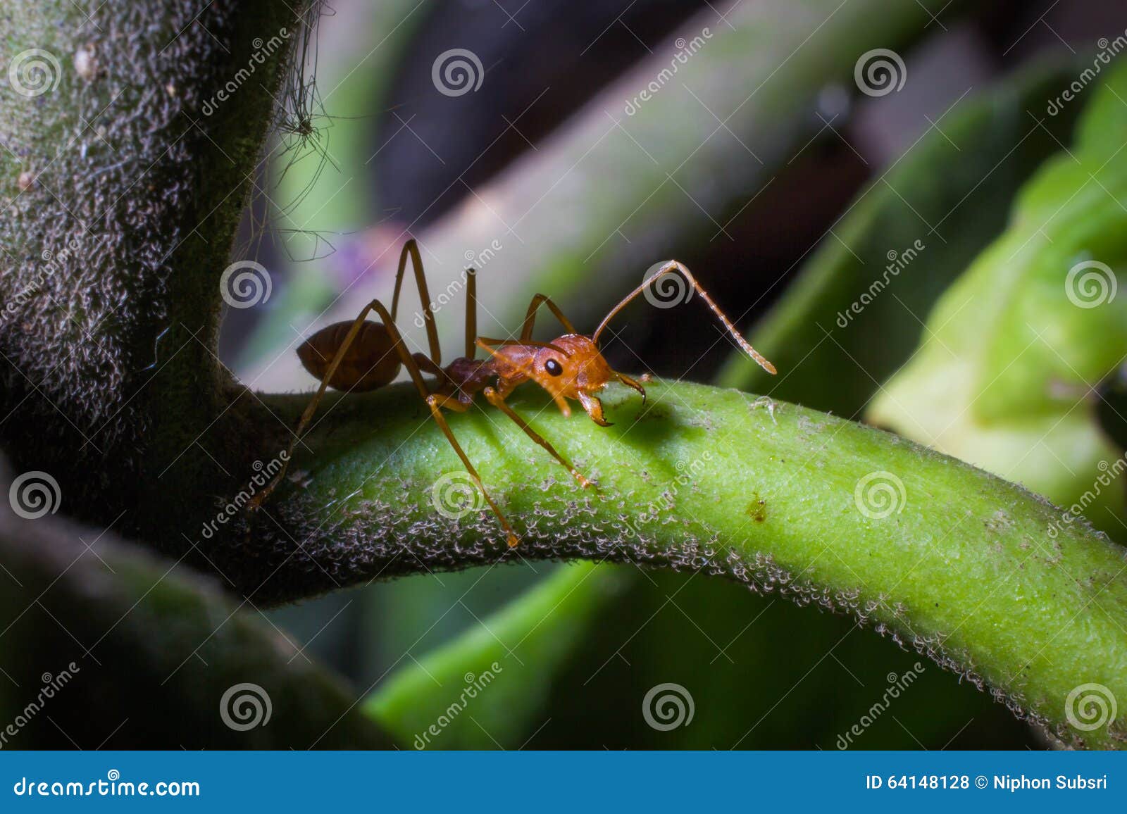 Ant stock photo. Image of garden, closeup, beautiful - 64148128