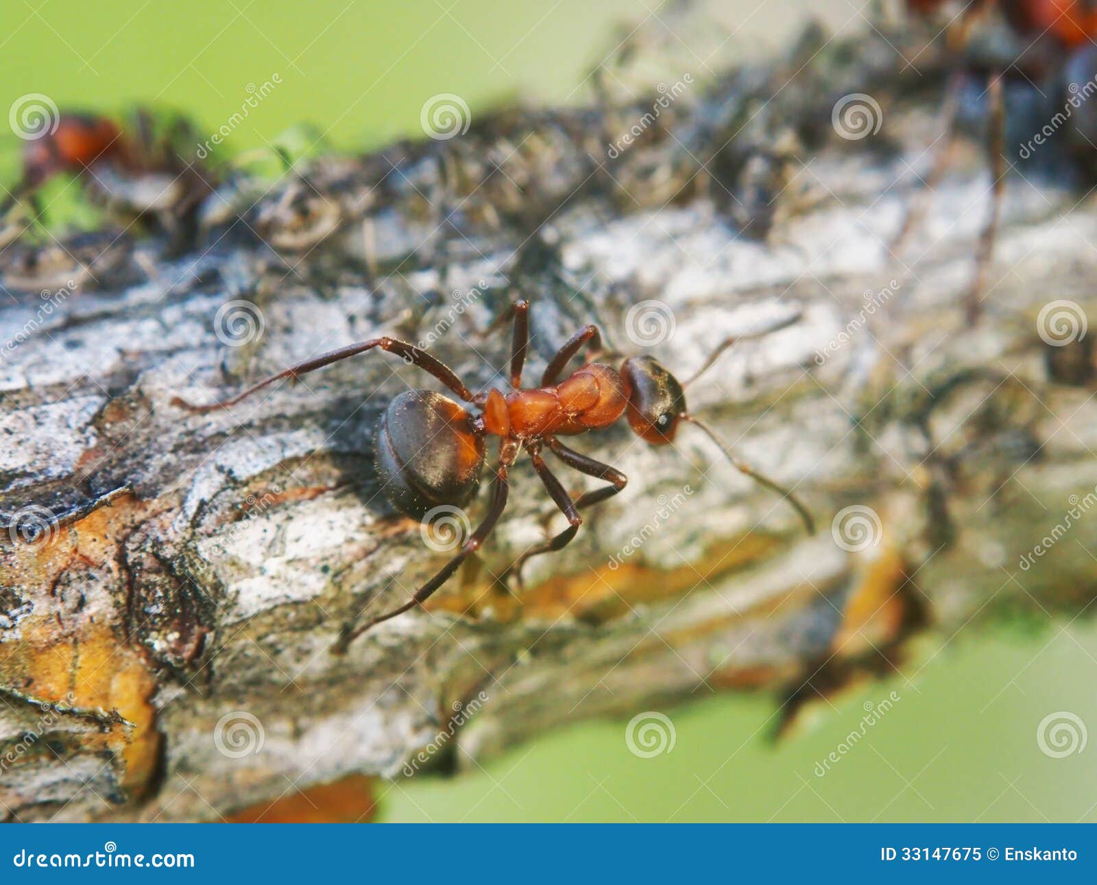 Ant stock image. Image of macro, eyes, facet, closeup - 33147675