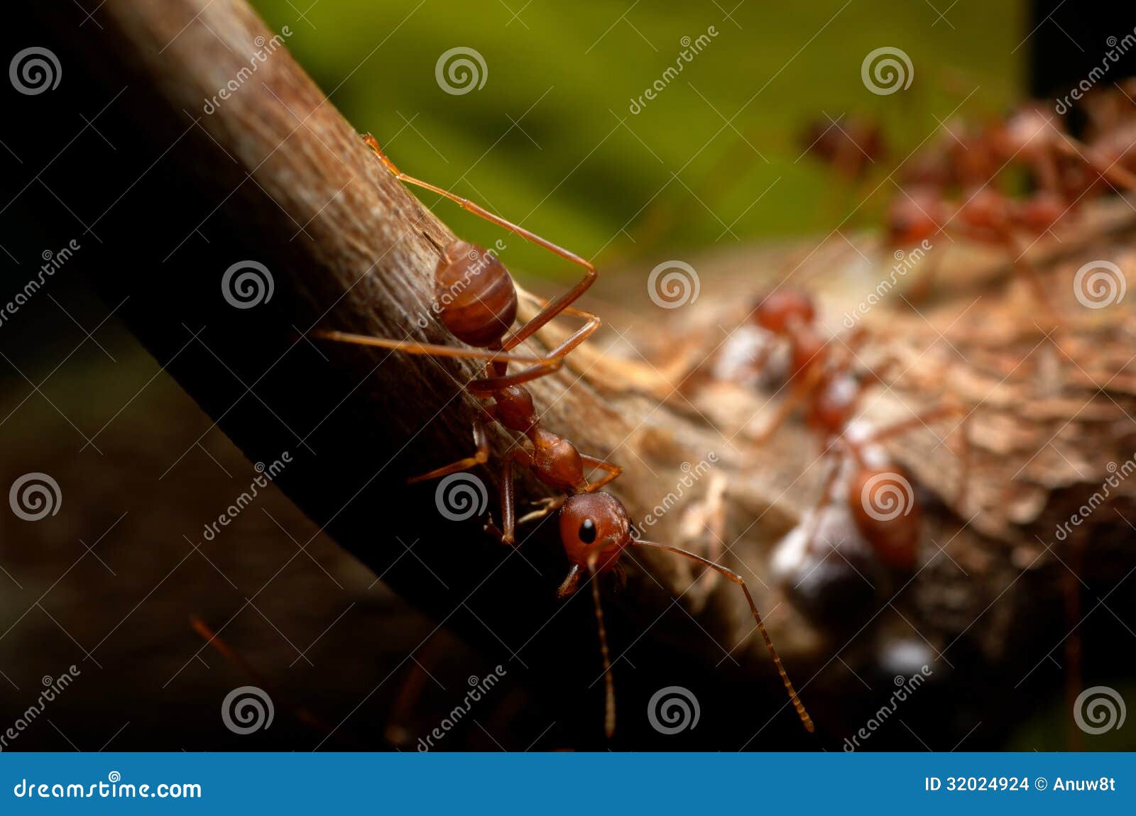 Ant on the tree stock photo. Image of black, insect, nature - 32024924