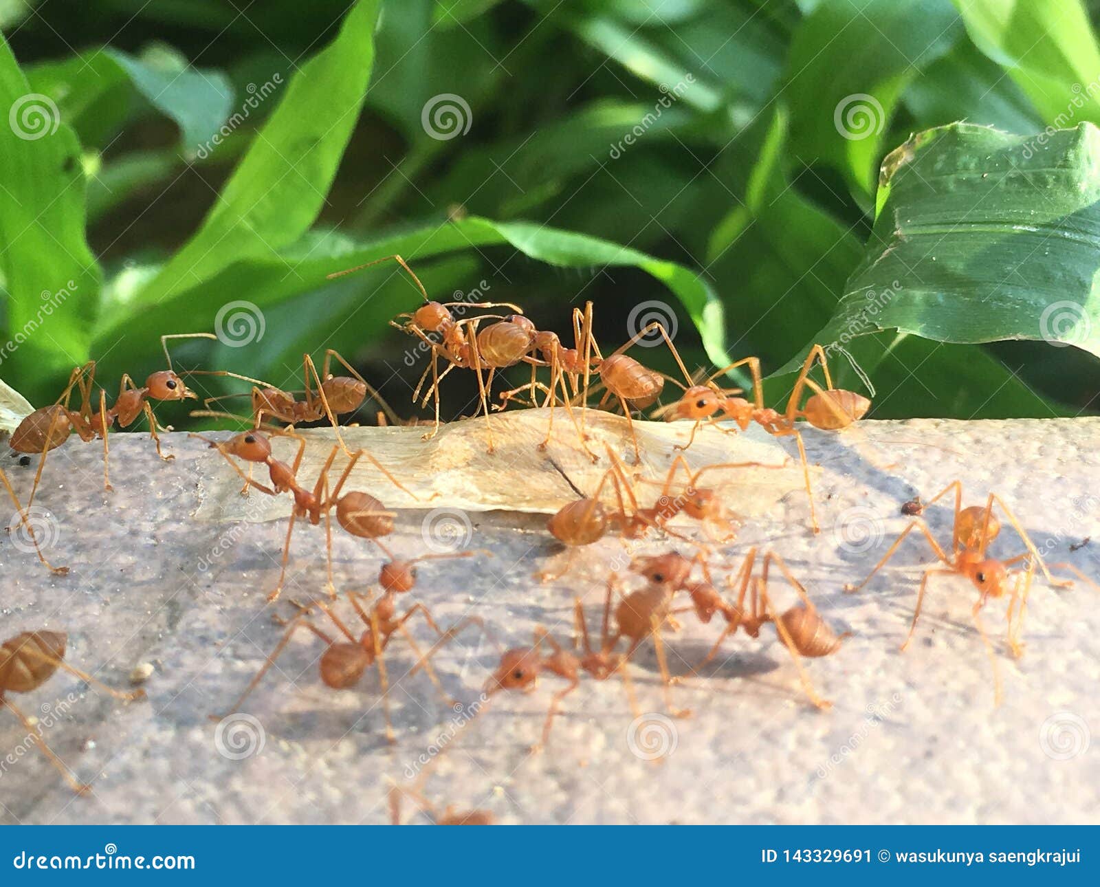 Ant work stock image. Image of green, work, nature, tricky - 143329691