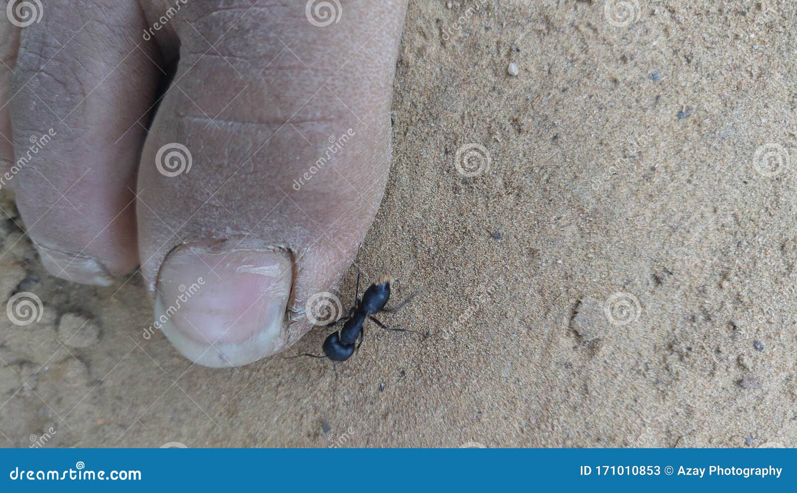 Ant Trying To Climb on Man Leg. Stock Image - Image of climb: 171010853