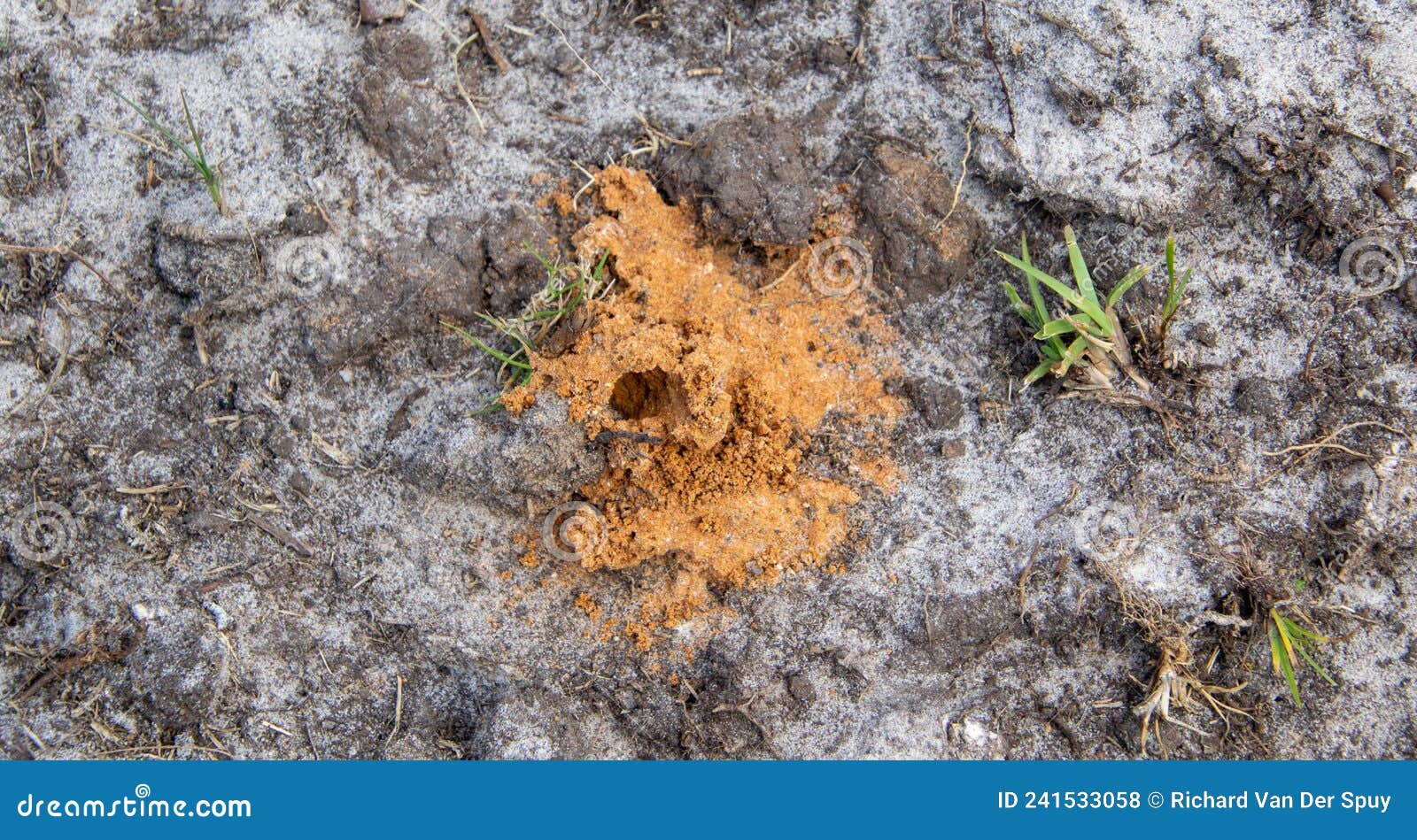 Ant Tunnel Exit from a Network Below the Ground Stock Photo - Image of ...