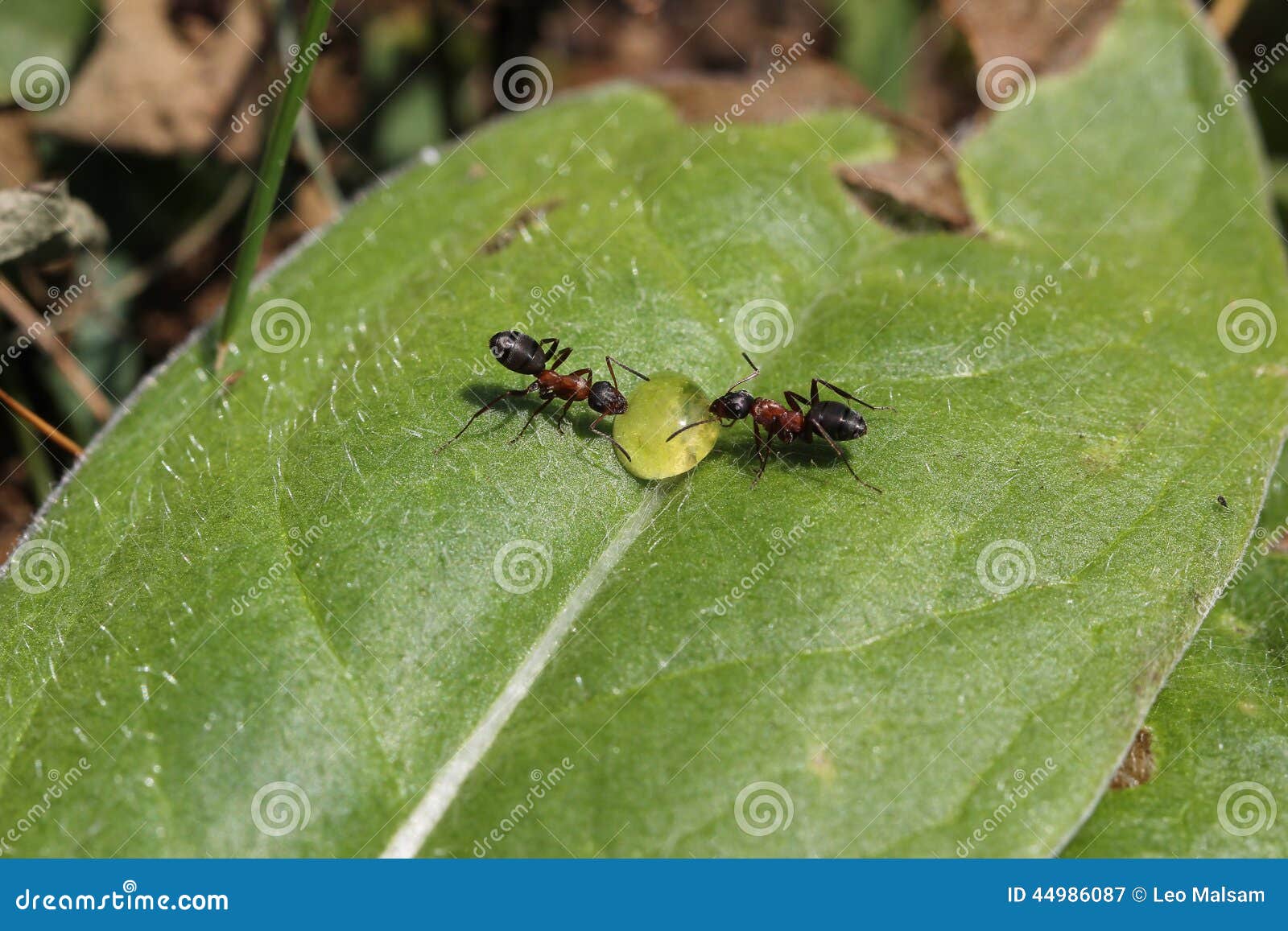 Ant stock image. Image of biology, insects, colonies - 44986087