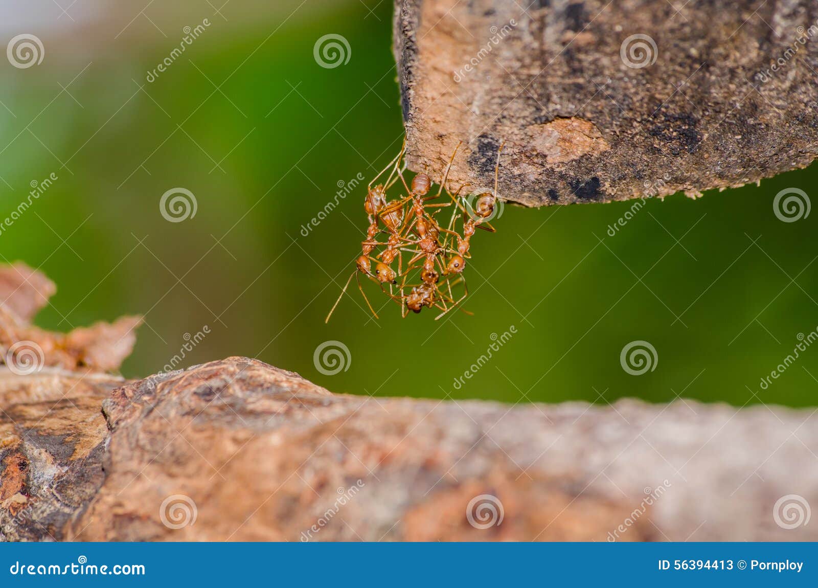 Ant stock image. Image of detail, team, green, walking - 56394413