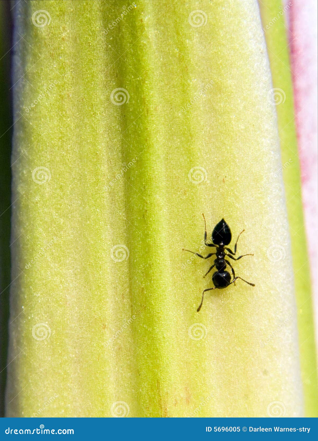 Ant Up Close Picture. Image: 5696005