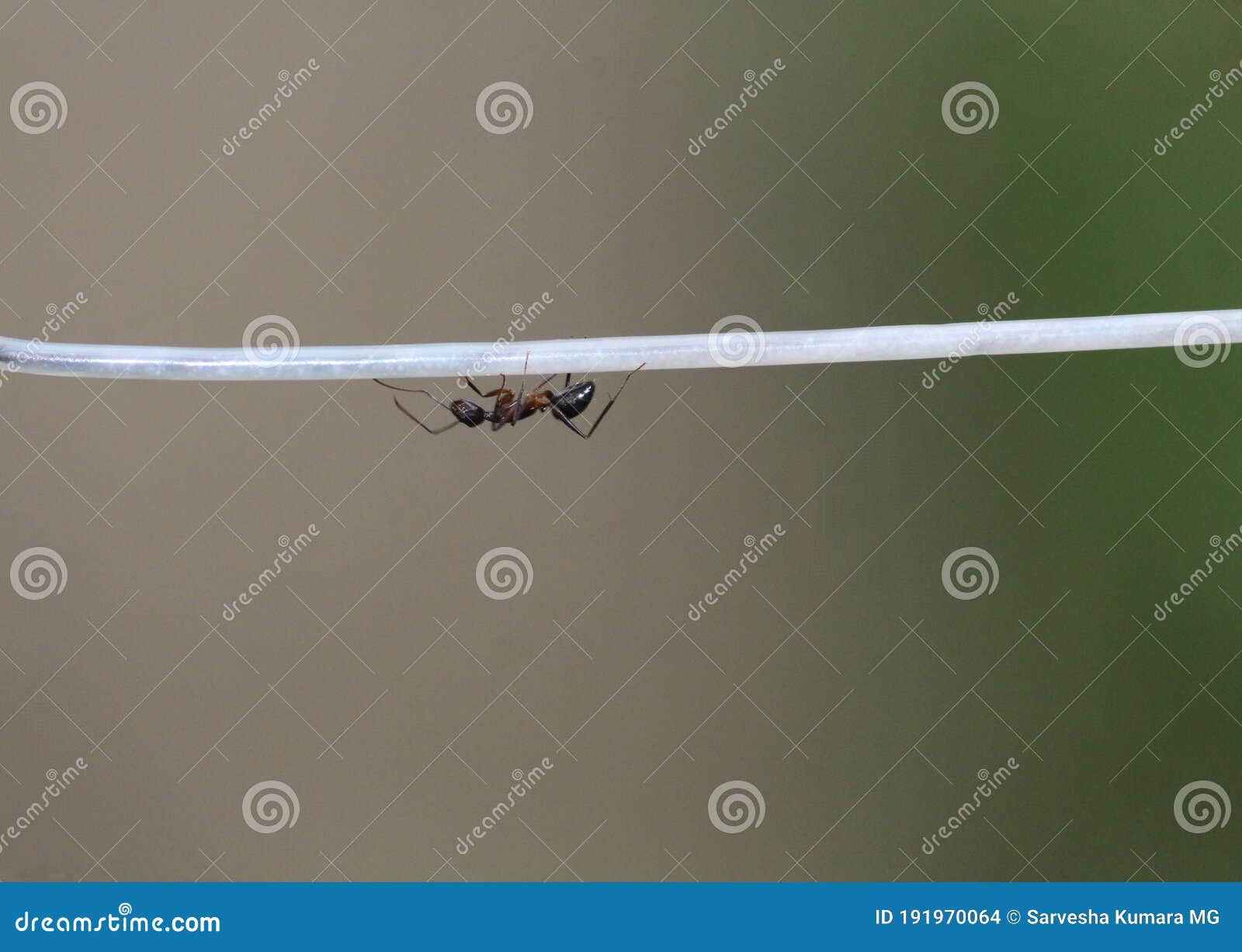 An Ant is Upside Down Walking on a Cable. Limbs of this Insects are ...
