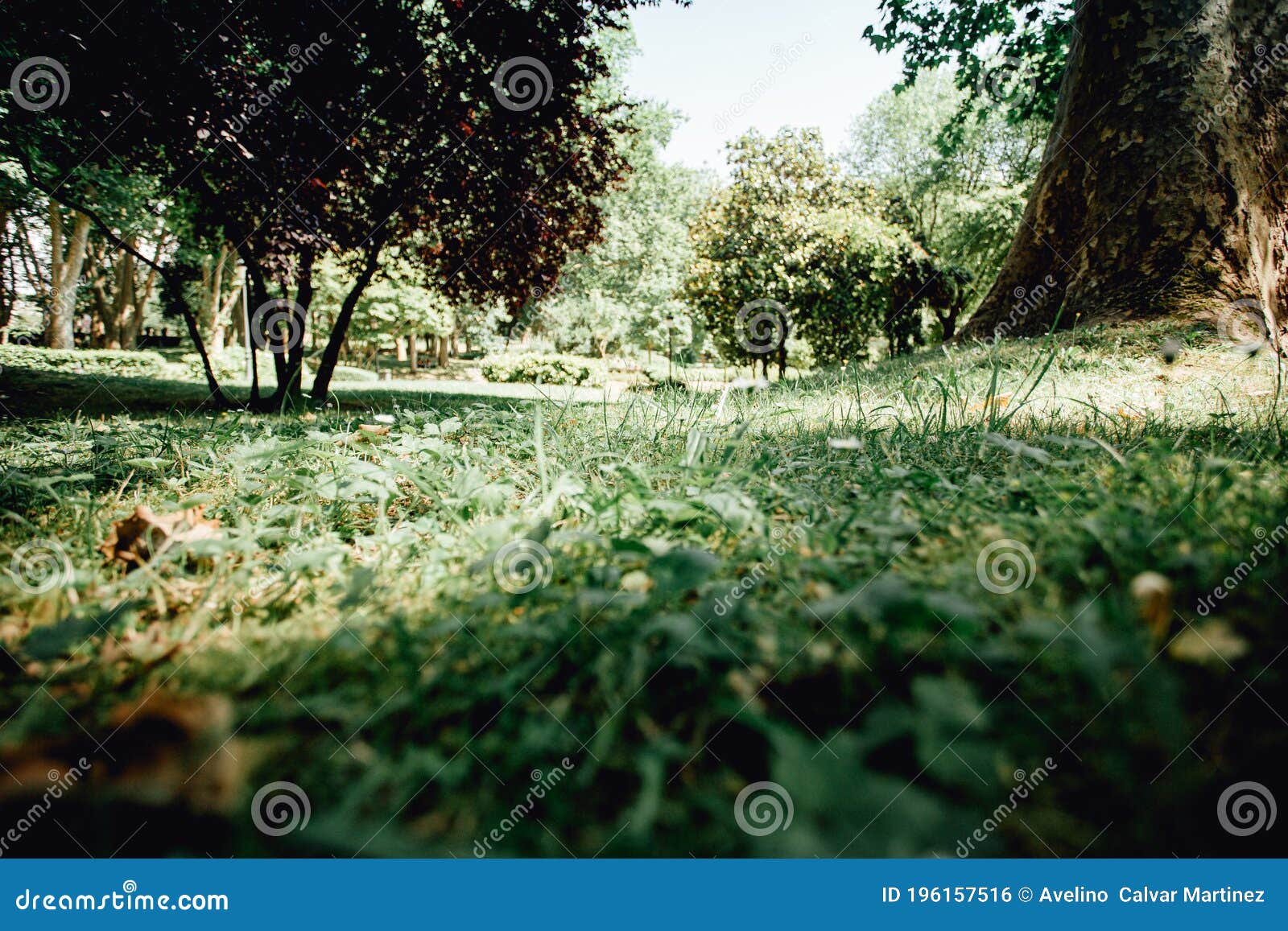 Ant View of the Grass of the Park with Some Trees during a Bright Day ...