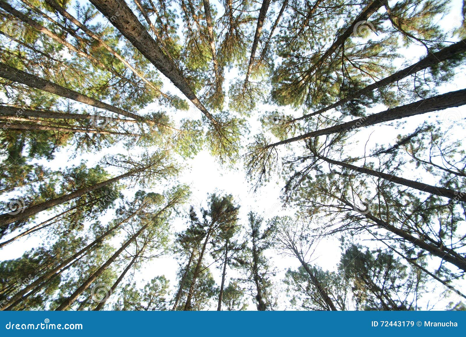 Ant View of Pine Forest in Chiangmai, Thailand. Stock Image - Image of ...