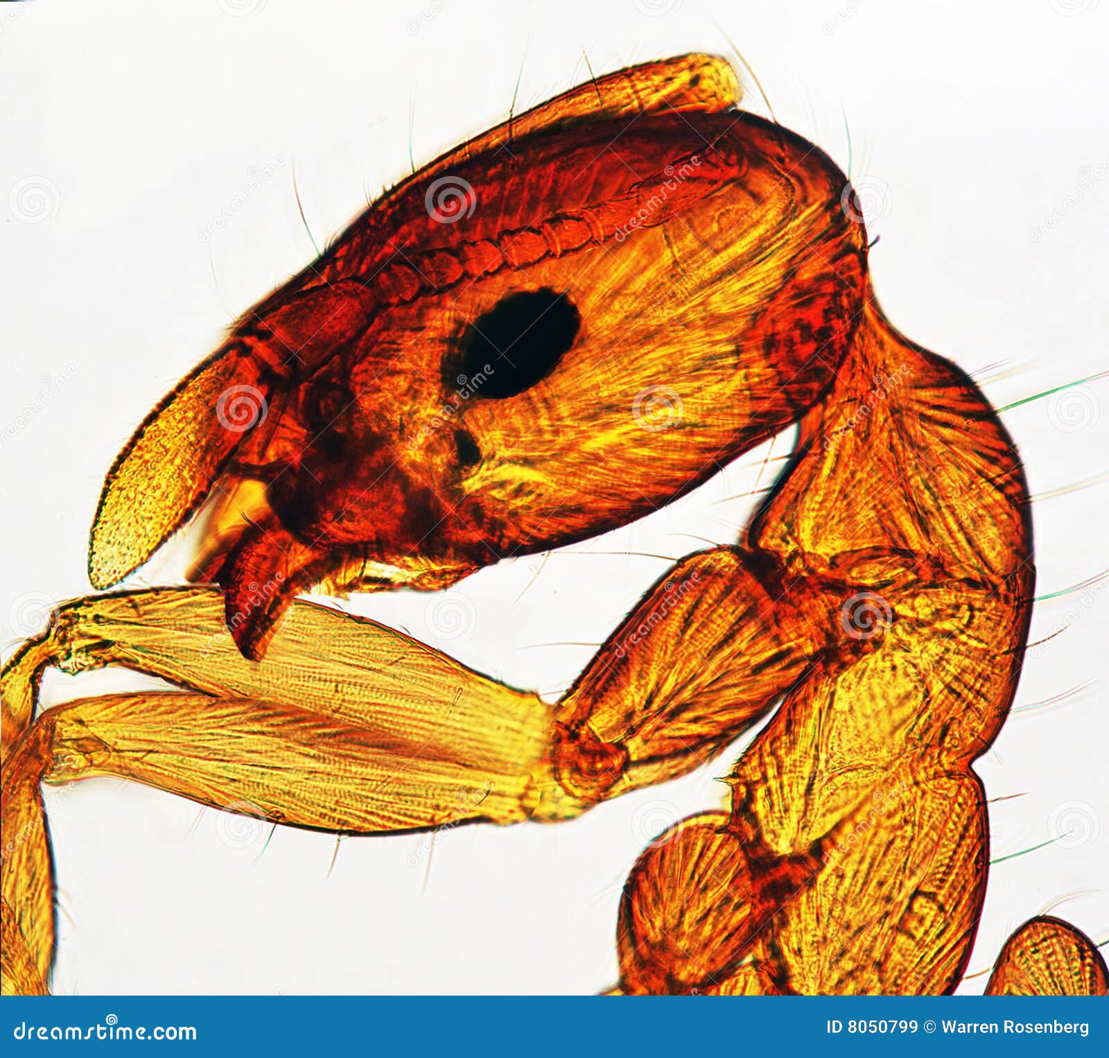 Ant Viewed by Microscope stock image. Image of microscope - 8050799