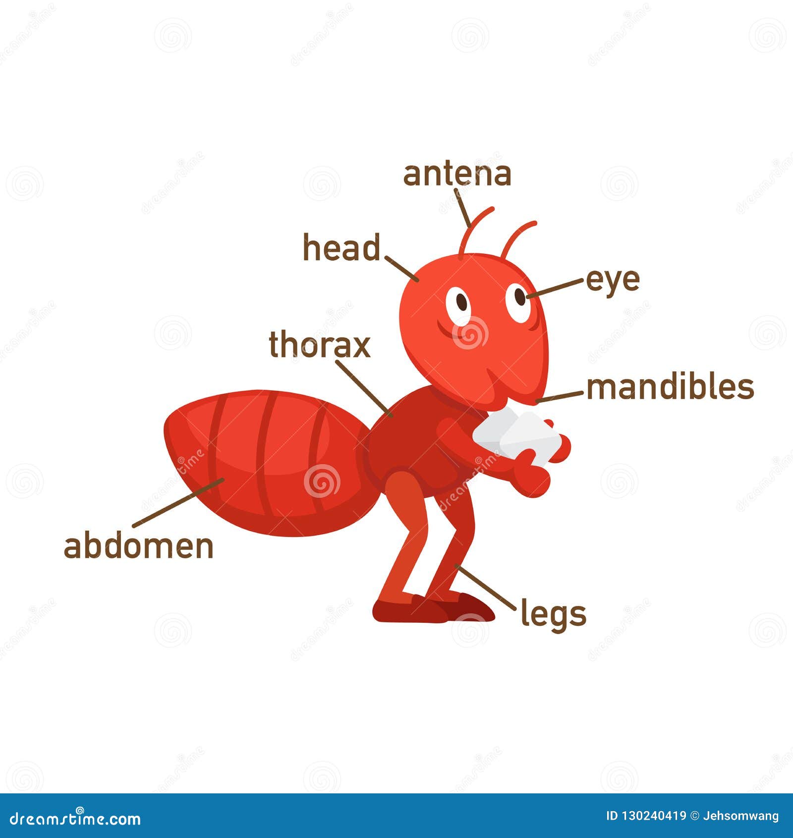 Ant Vocabulary Part of Body.vector Stock Vector - Illustration of ...