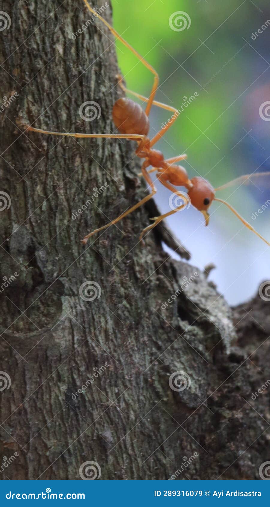 An Ant Waited for the Group on the Tree Stock Image - Image of waited ...