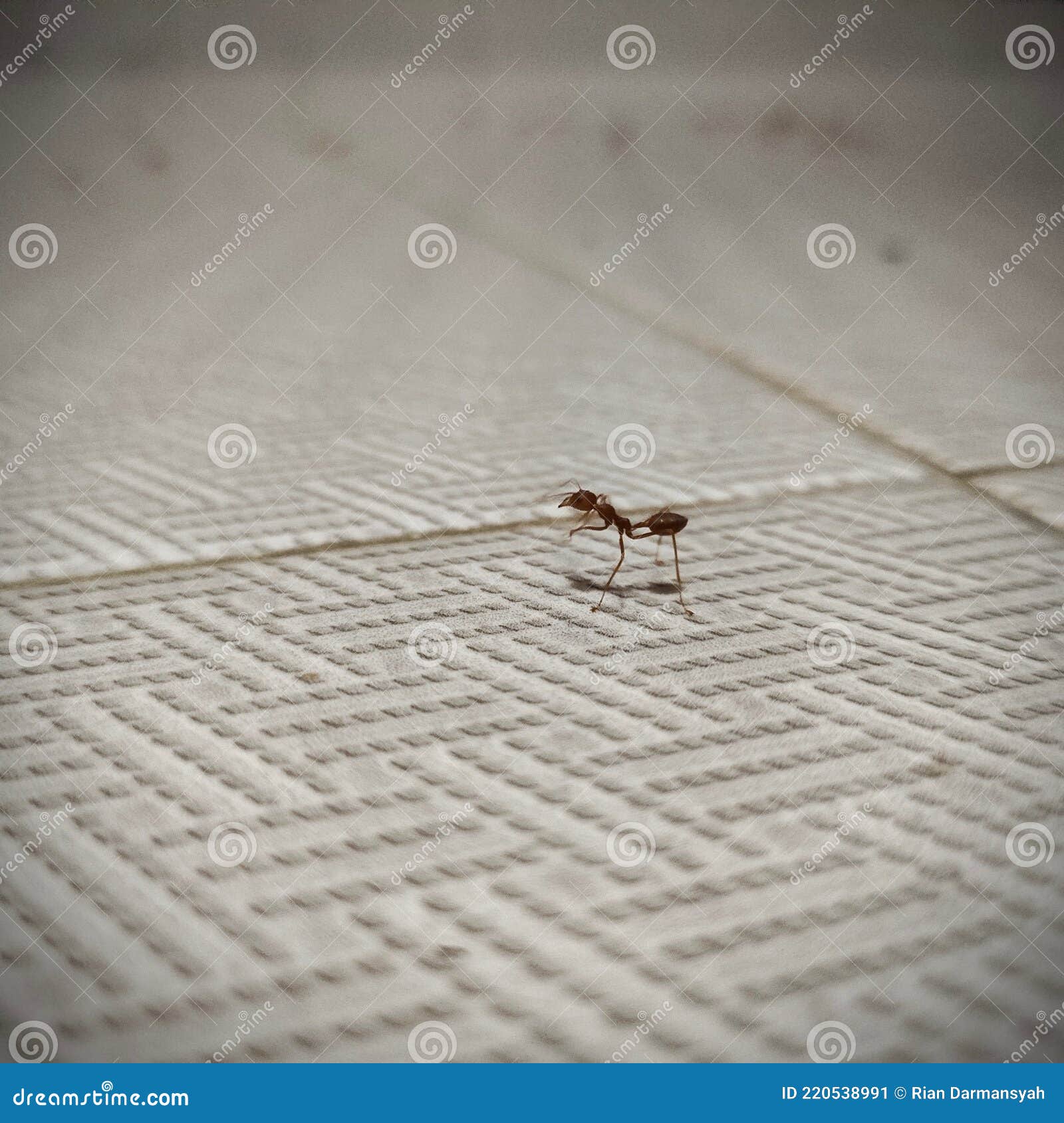 An ant walk alone stock image. Image of background, floor - 220538991