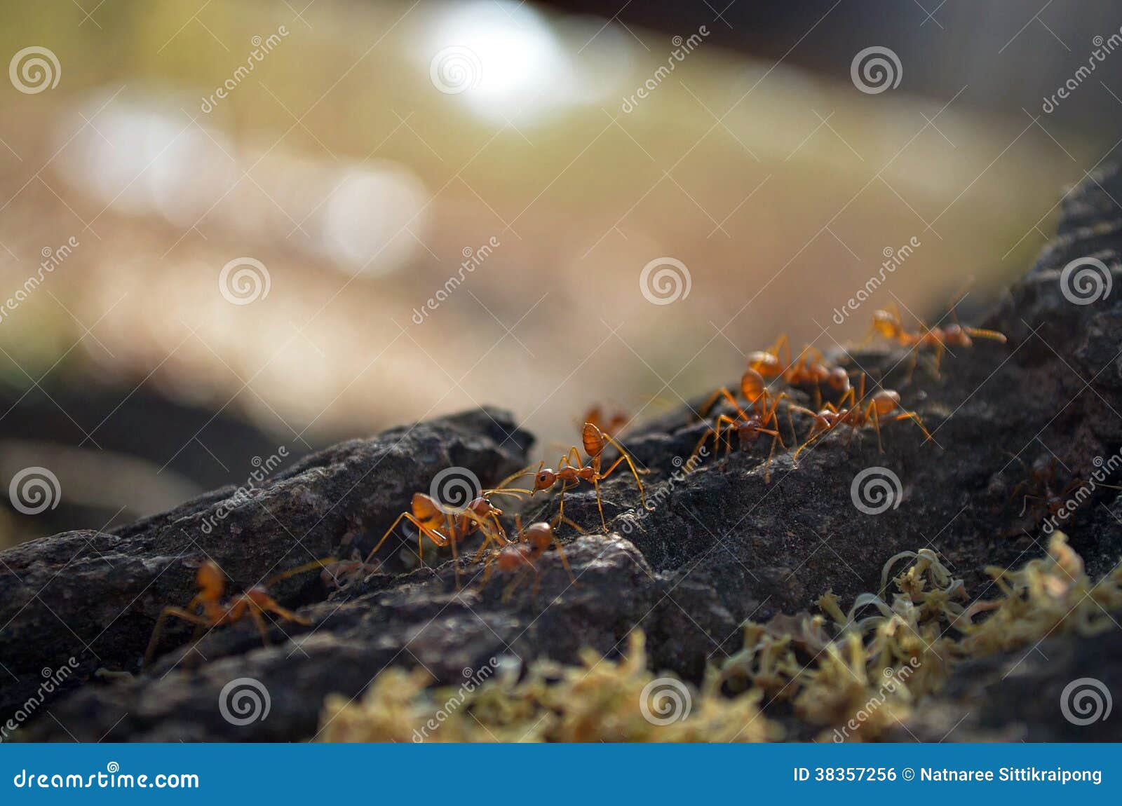 Ant walk stock photo. Image of life, wild, group, teamwork - 38357256