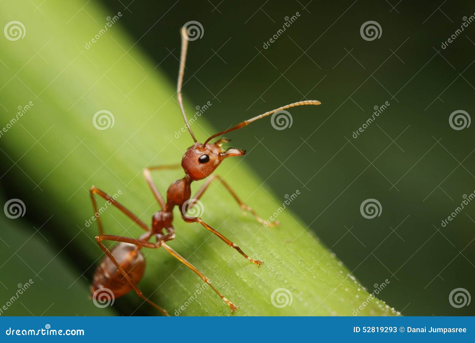 Ant walk on the twigs. stock image. Image of macro, leaf - 52819293