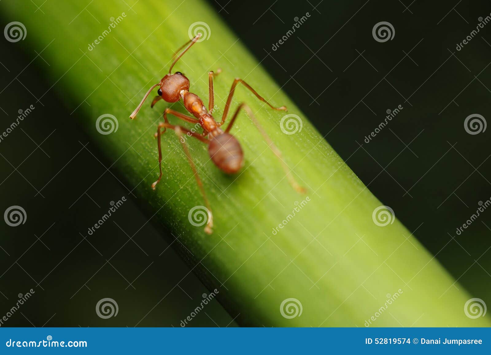 Ant walk on twigs. stock photo. Image of walking, carry - 52819574