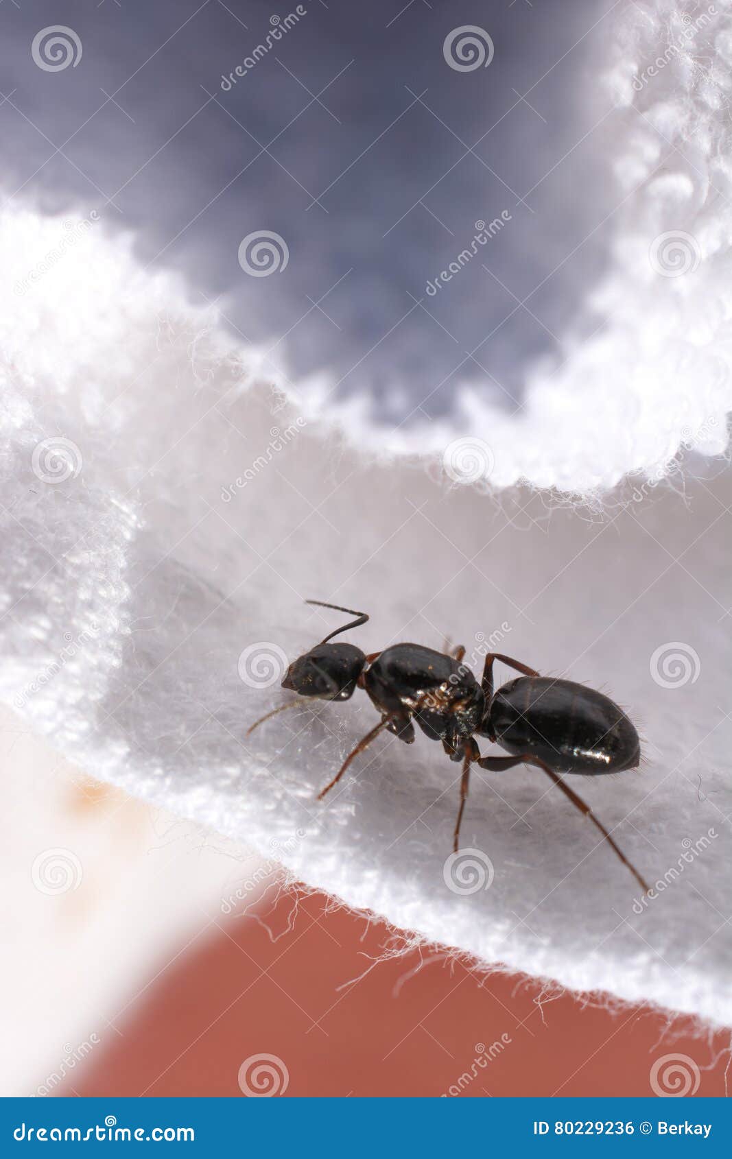 Ant walk on white fabric stock photo. Image of detail - 80229236