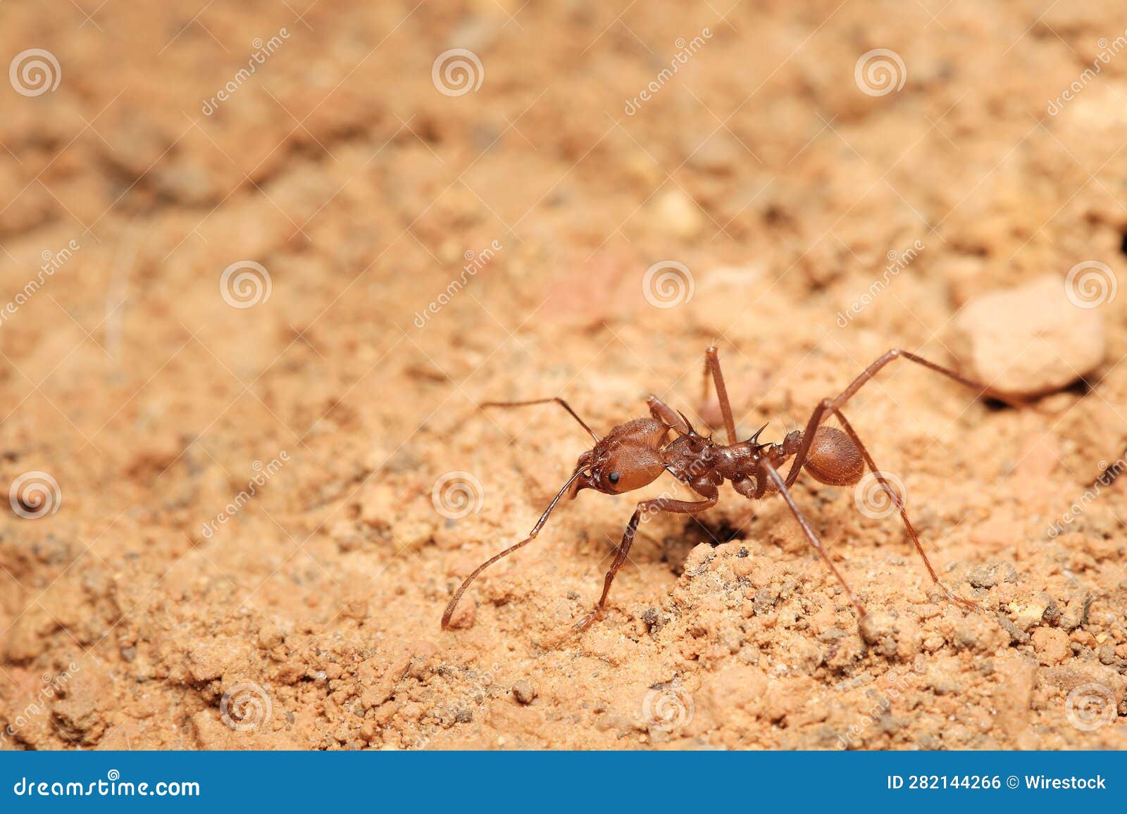 An Ant is Walking Across the Sand of the Ground Alone Stock Photo ...