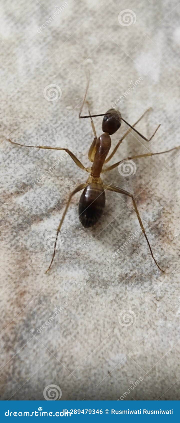 An Ant Walking Alone on the Bathroom Wall Stock Photo - Image of ...